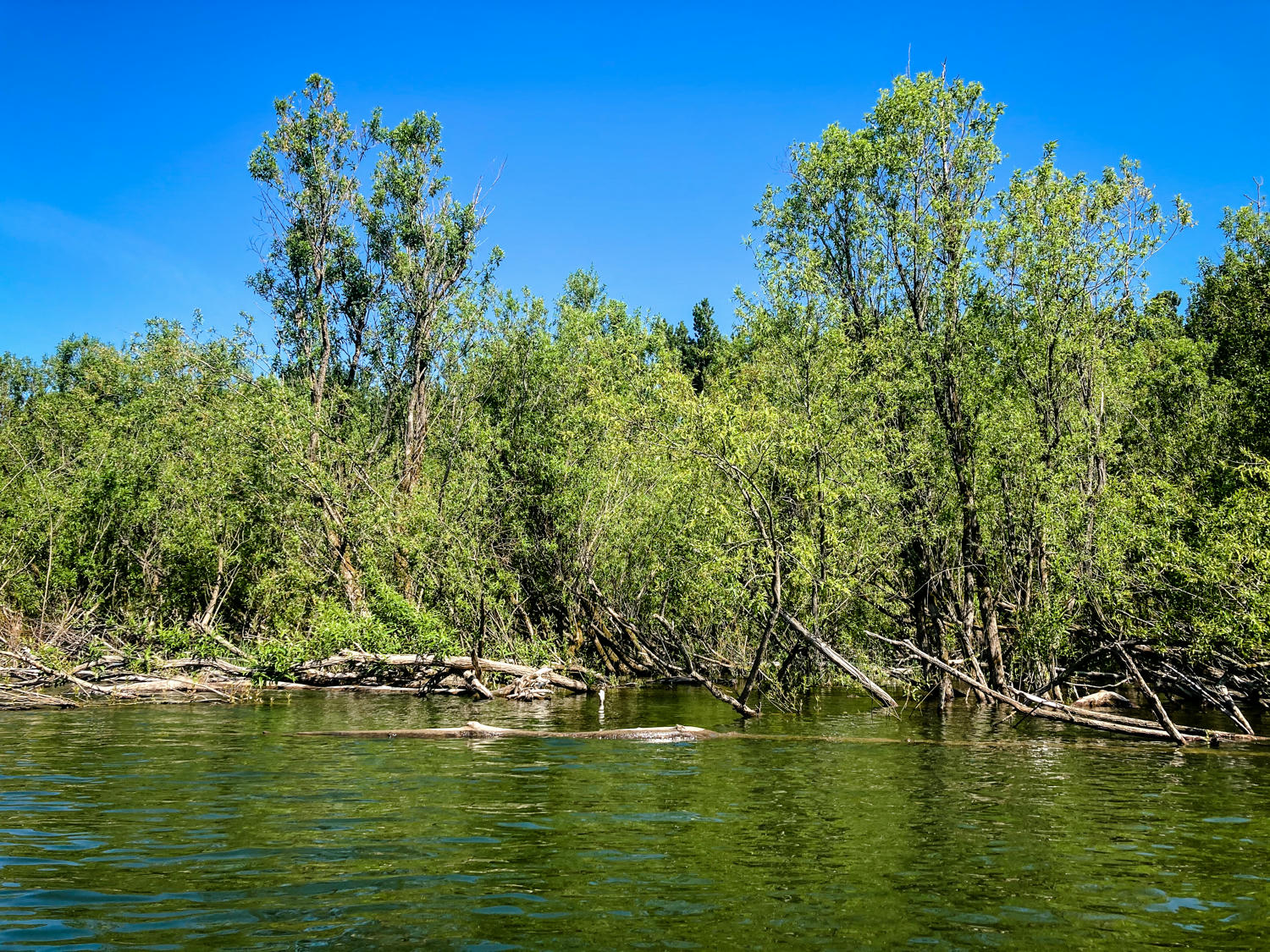 Reed Island